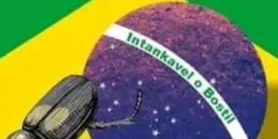 Grupo de WhatsApp Como tanka o bostil