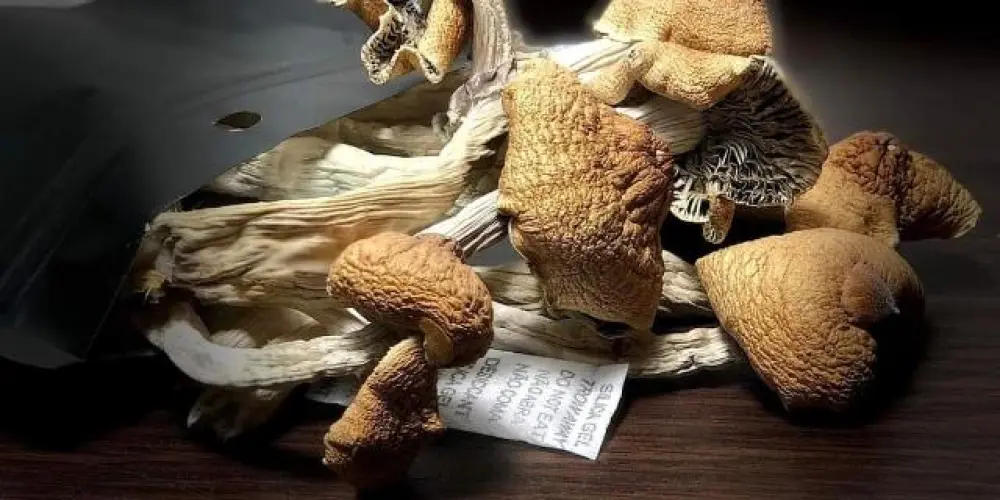 Grupo de WhatsApp Yelz - Cogumelos Mágicos